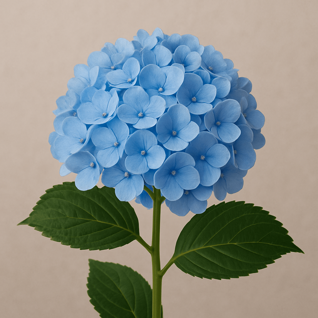 Hydrangeas | Petal Relations - Flowers For Any Occasion